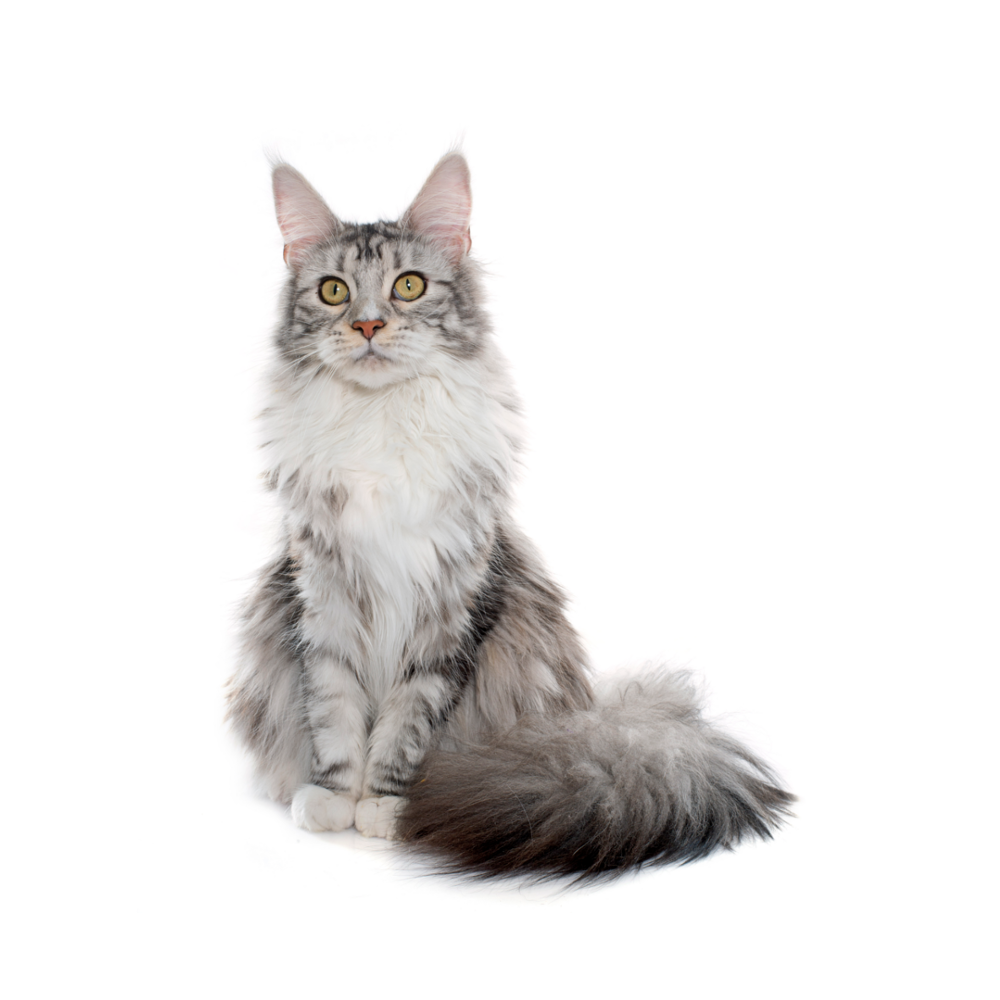 Katze | Haustiertraum.ch